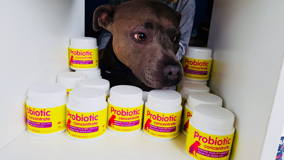 Digestive Health – Phytopet-Trade